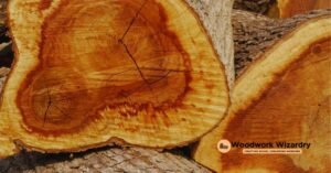 Discover the Top 10 Most Expensive Woods in the World and Their ...